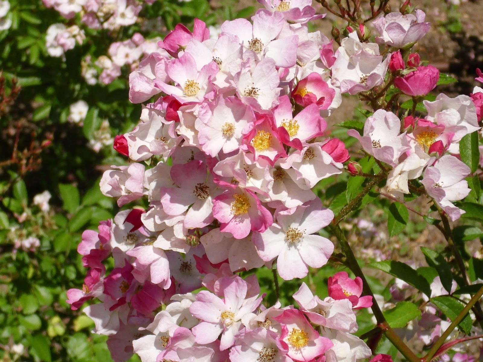 Life Between The Flowers Ballerina Rose Pink Bushy Shrub Rose life-between-the-flowers-ballerina-rose-pink-bushy-shrub-rose