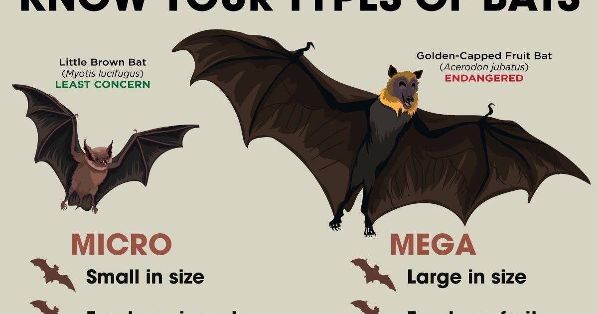 Bat Conservation: Know Your Bats
