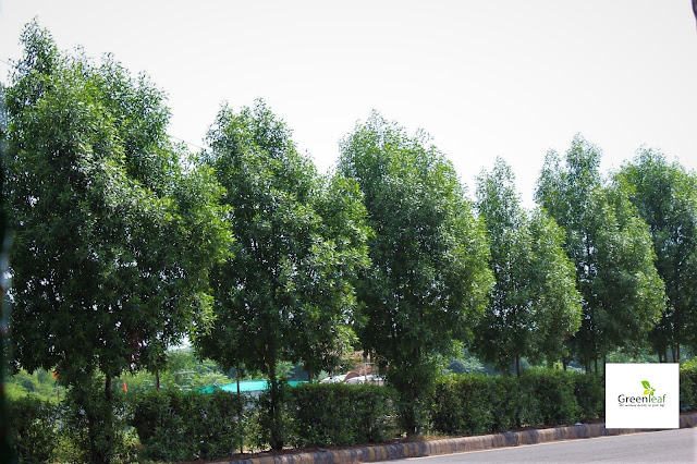 Conocarpus Tree | Conocarpus Erectus | Evergreen Shrub