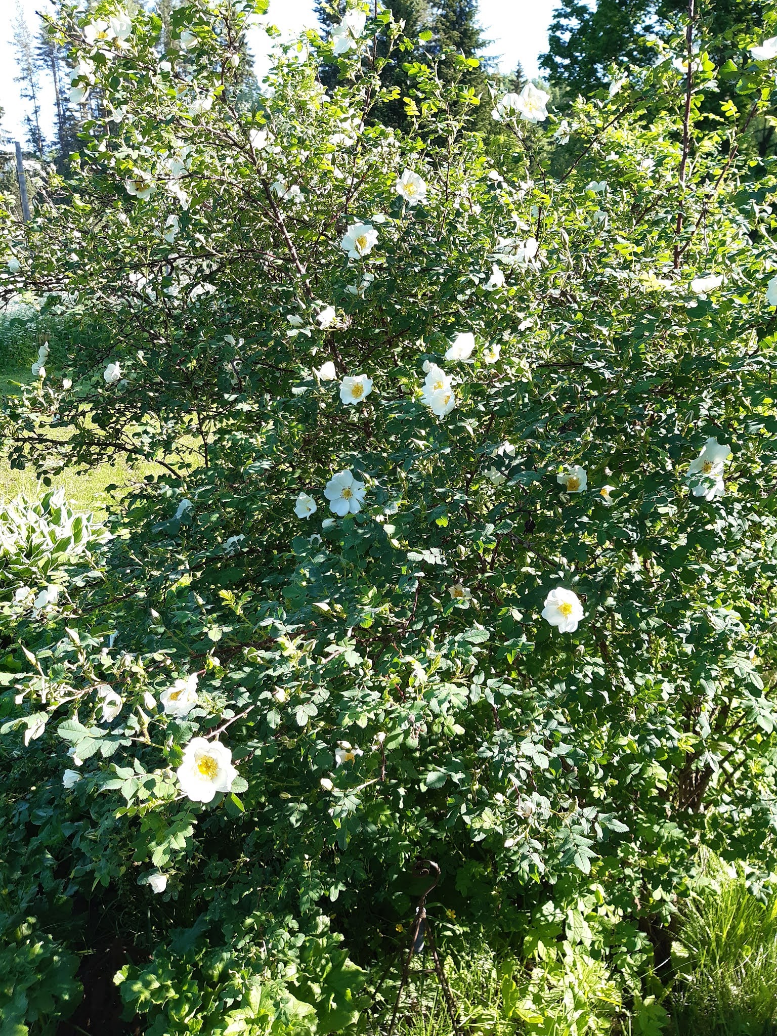 Ilo elää: Ruusu ja unkarinsyreeni kukkii