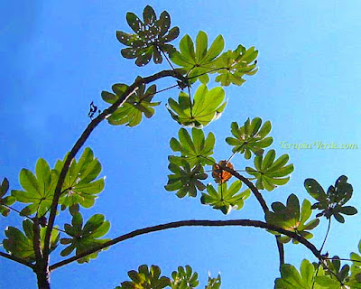 Benefícios da Umbaúba | Terapia Verde