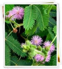 Greenfingers: Kegunaan Pokok Semalu