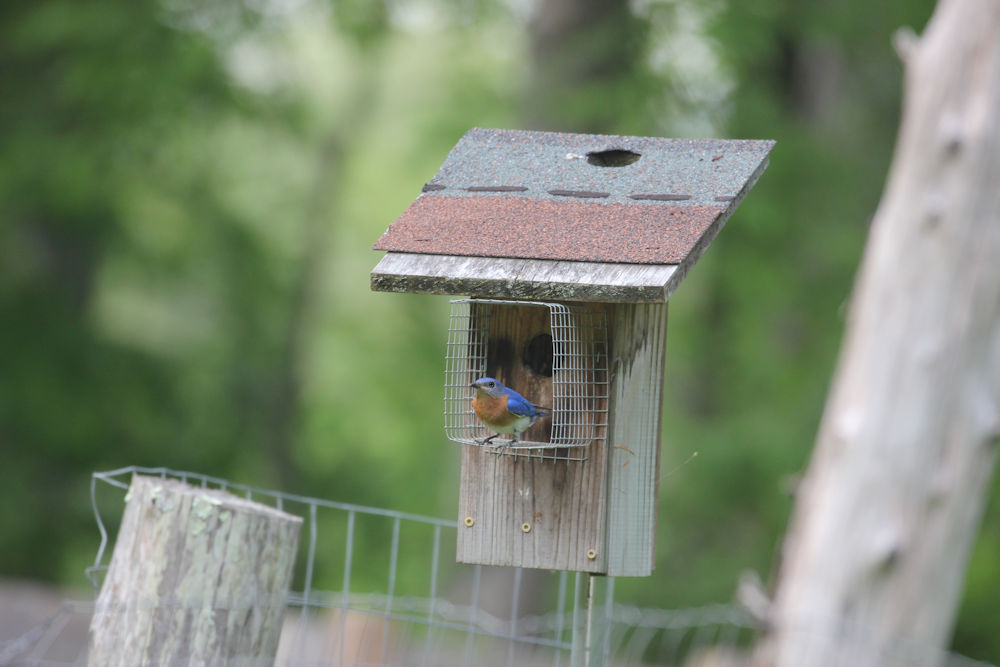 An English Girl Rambles from 2016 to ....: BLUEBIRDS FOUND DURING OUR ...