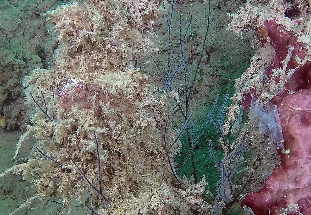 Species New to Science: [Cnidaria • 2020] Shallow-water Black Corals ...