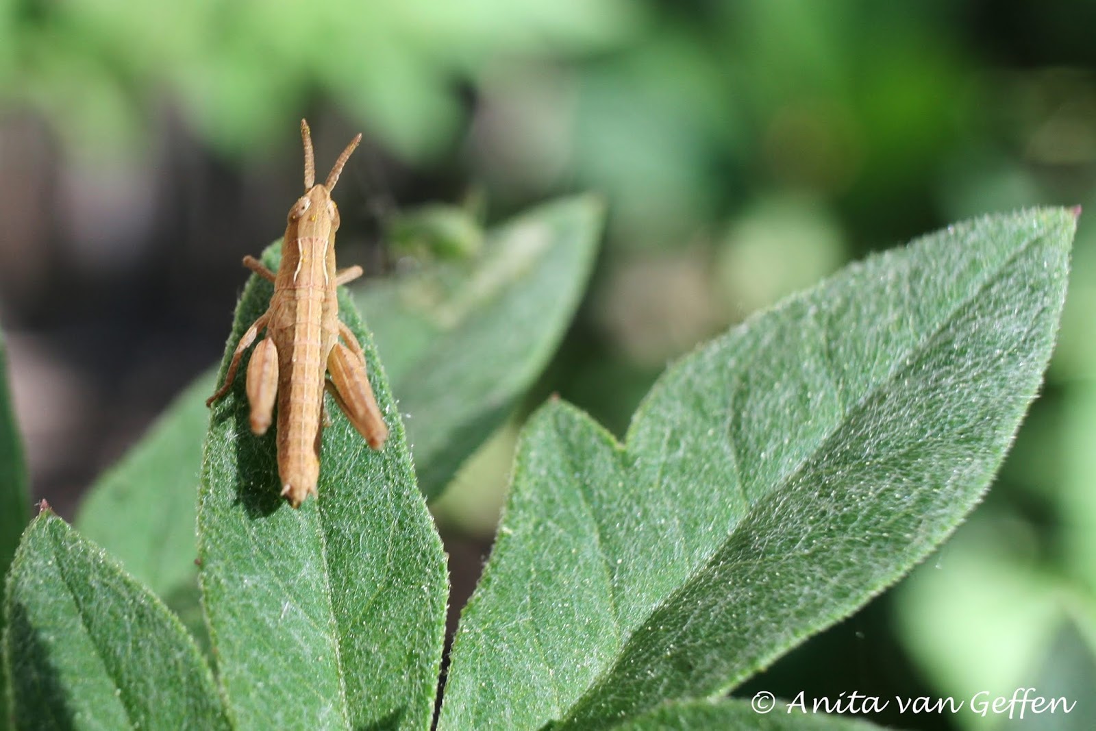 Natuurfotografie-Anita's-Art: Bruine sprinkhaan (Chorthippus brunneus ...