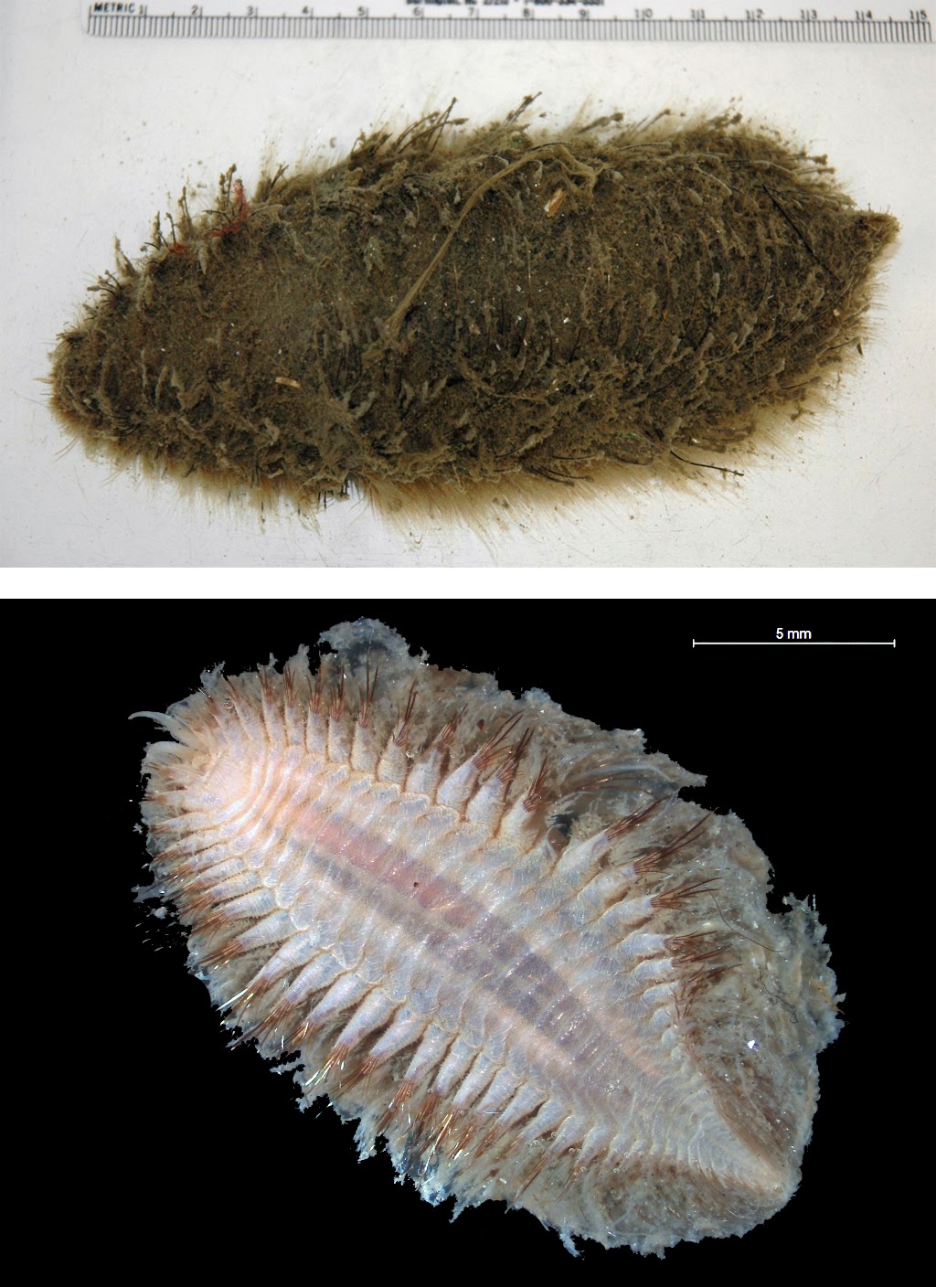 Sea Mouse