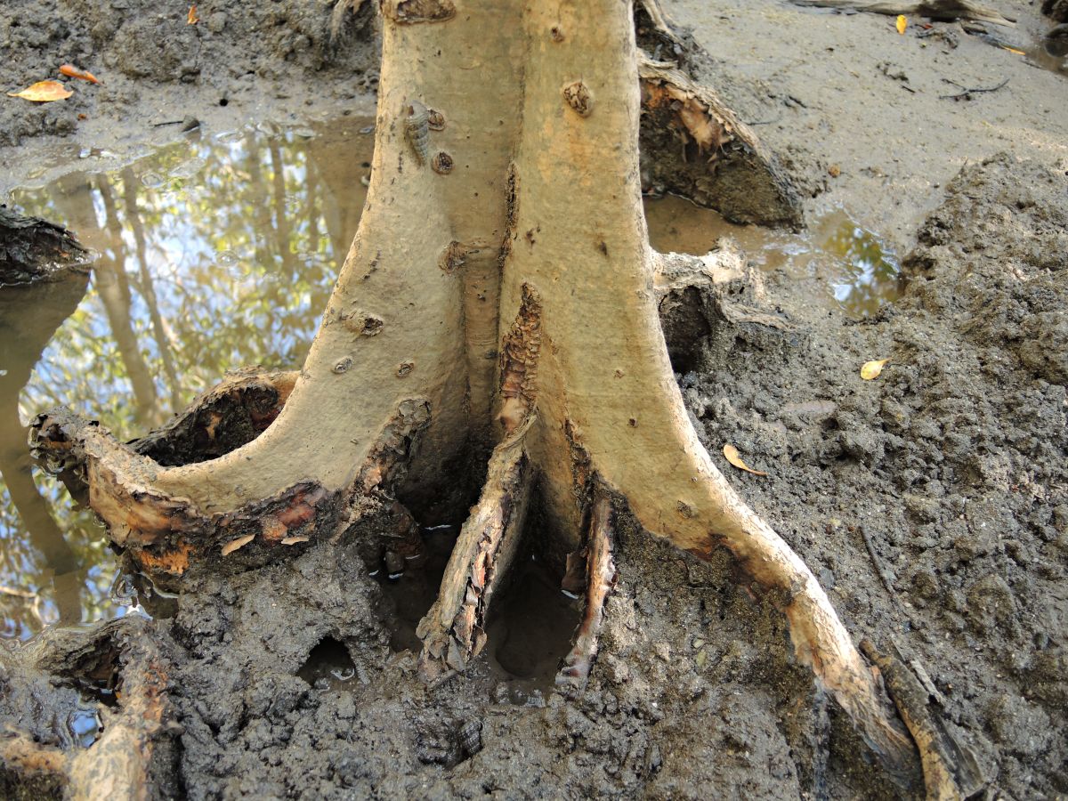 Queensland Coast: Australia's Spurred Mangroves (Ceriops sp.)