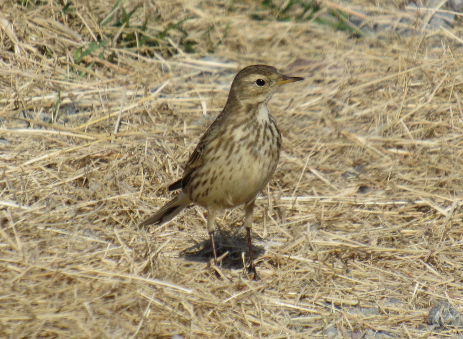 Meeting the American Pipit: An Introduction to Birding