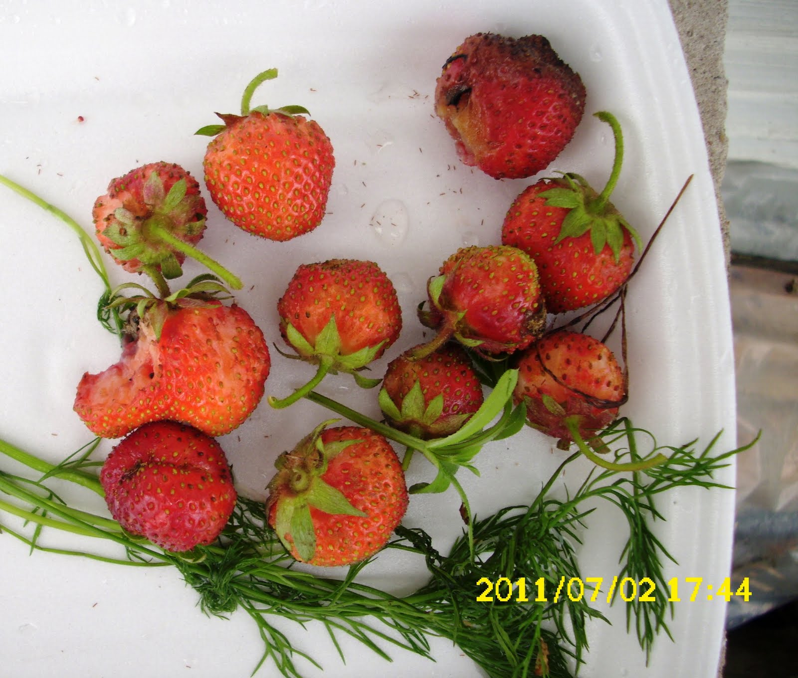 Šviesos 203: Braškės ir žemuogės