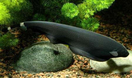 Peces y plantas ornamentales: Apteronotus Albifrons - Pez cuchillo negro