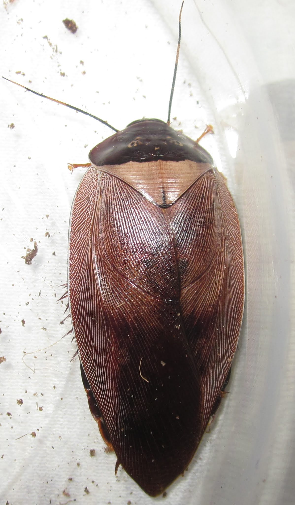 Invertebrate Dude: Pink Roach Pictures