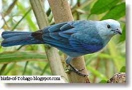 Birds Of Tobago: Blue jean