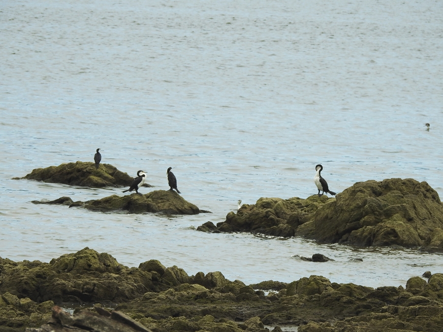 photographing New Zealand: critters and scenes