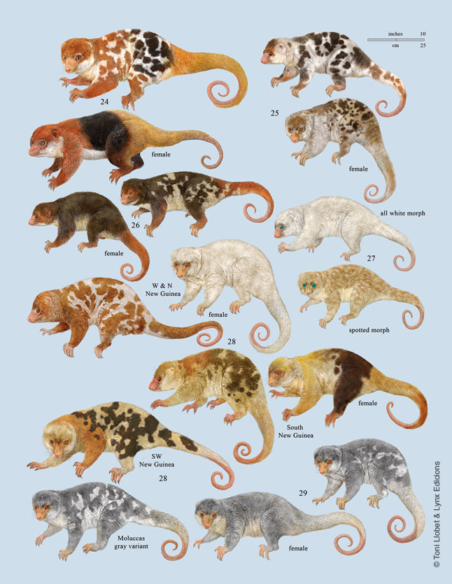 Los Marsupiales. Los "otros" mamíferos