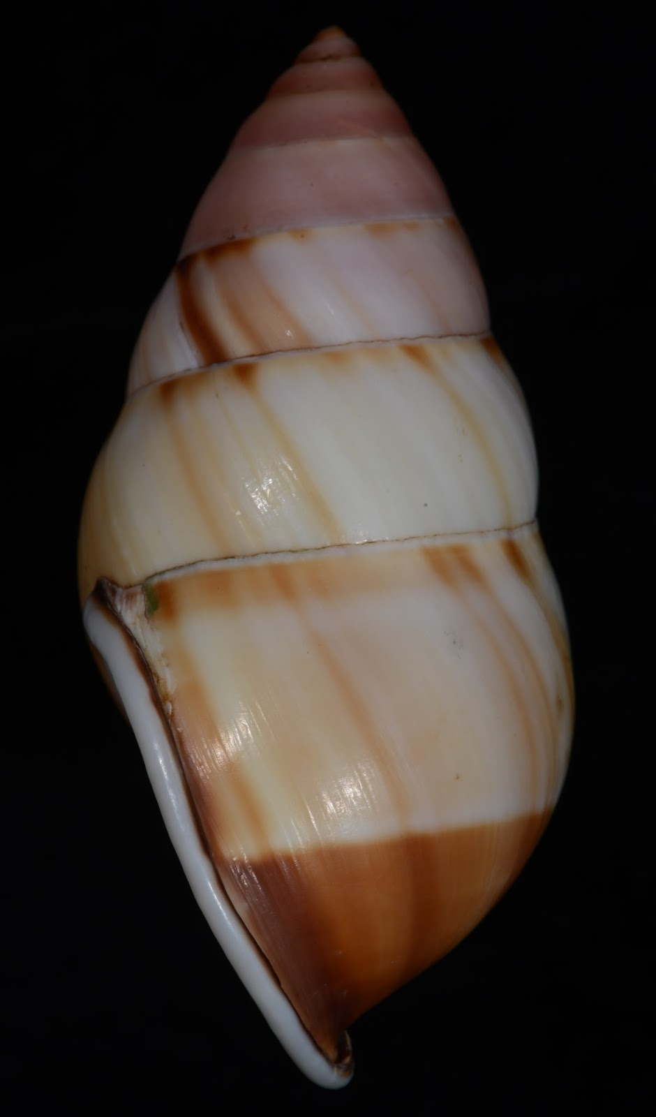 Dr. Lee's Gallery Museum: Amphidromus inversus annamiticus 56.25mm ...