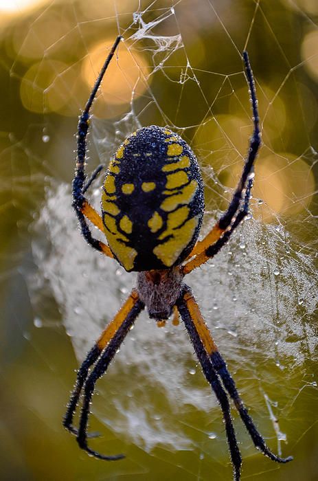 A group of the finest and most beautiful rare spiders | TOOOPIC