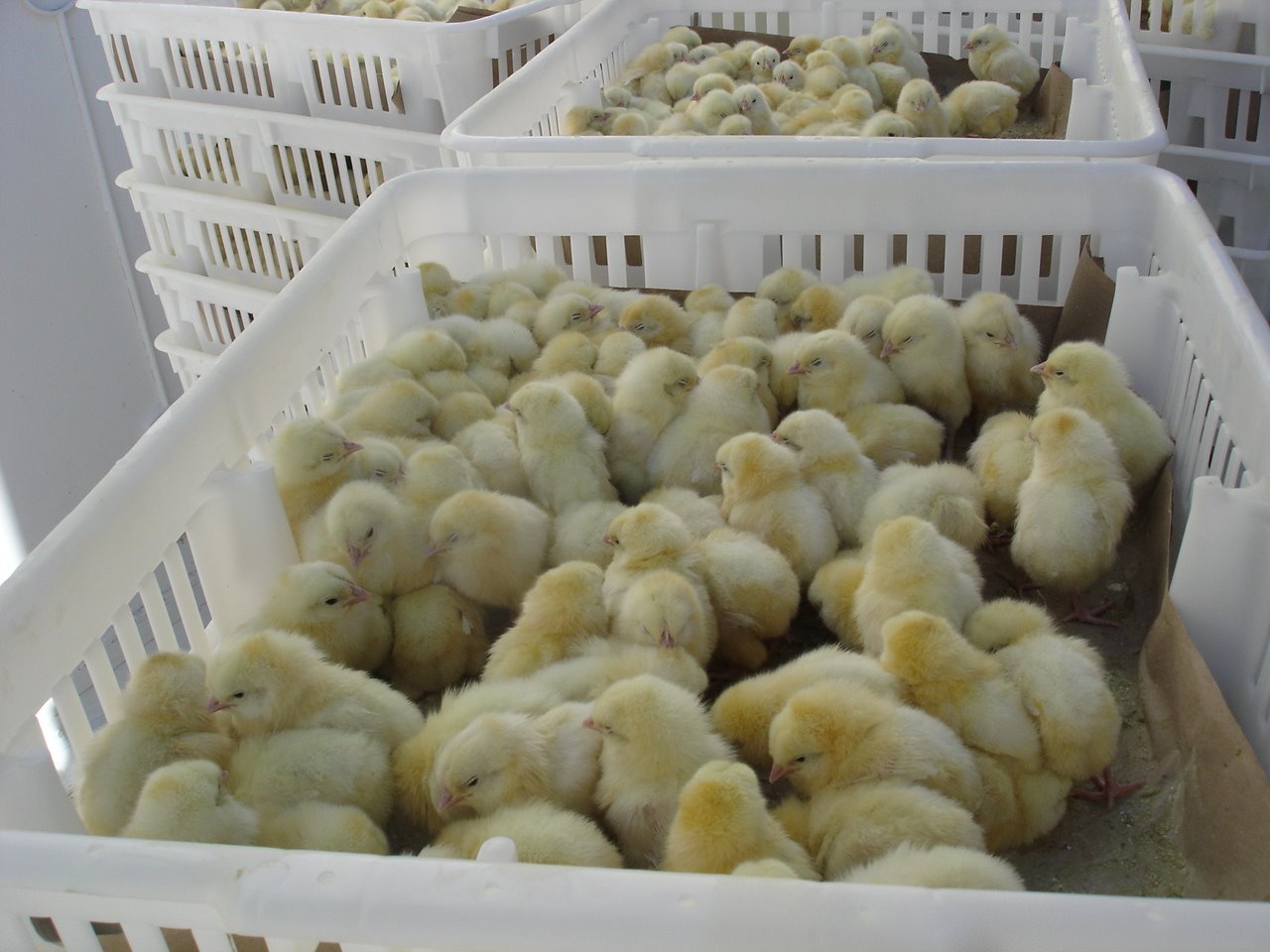 CRIANZA DE POLLO: MANUAL DE CRIANZA DE POLLOS