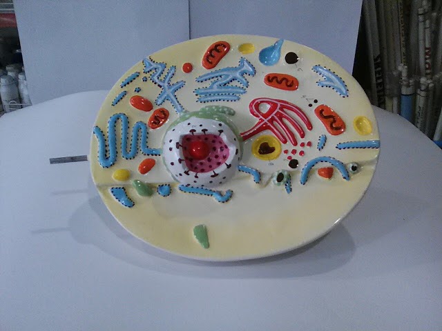Human Cell Model