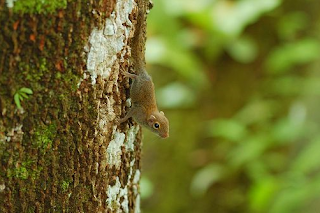 The News For Squirrels: Squirrel Facts: The African Pygmy Squirrel
