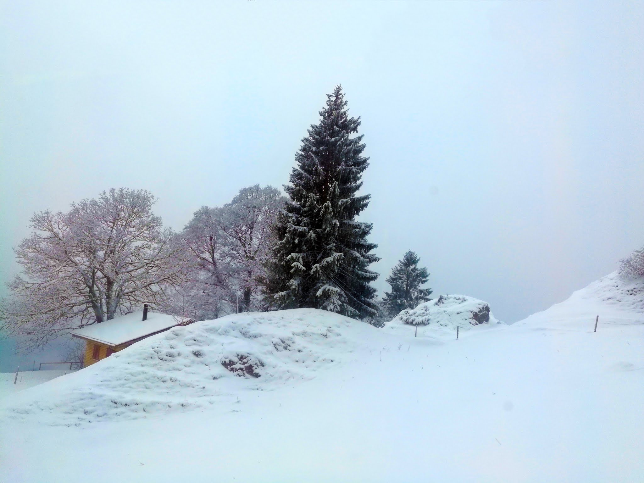 Europe, Switzerland, Alps snow mountains, pine trees in the snow. Check ...