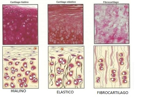 HISTO - EMBRIOLOGÍA : TEJIDO CARTILAGINOSO