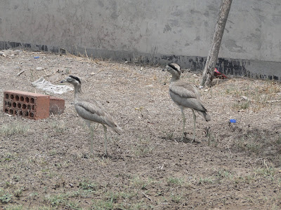 Aves del SM: HUEREQUEQUE