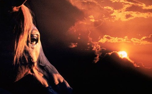 The Relished Roost: The works of Robert Vavra!