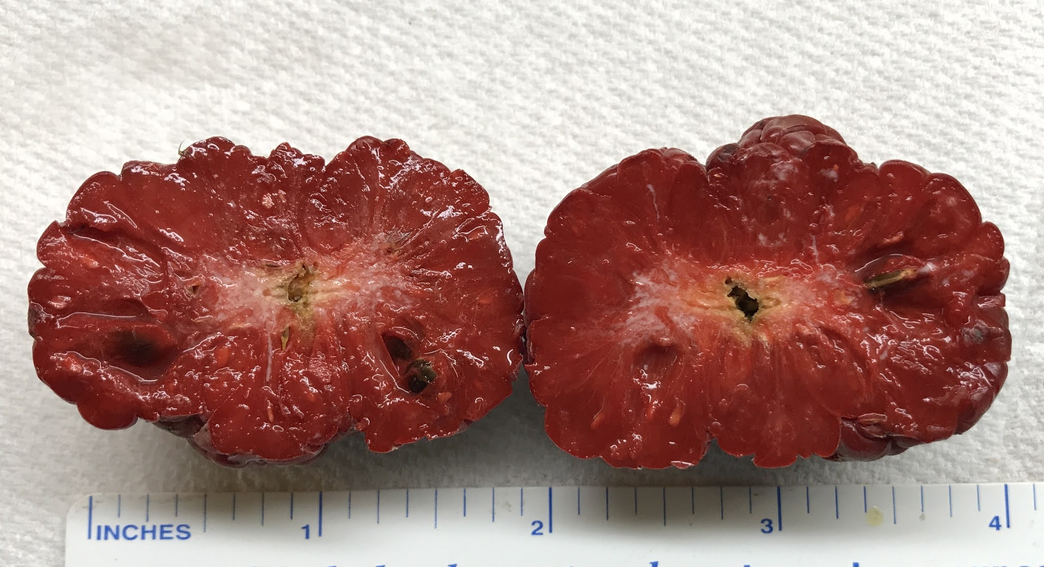 Gardening : Che fruit or Mandarin melon berry cultivar Oregon Exotics