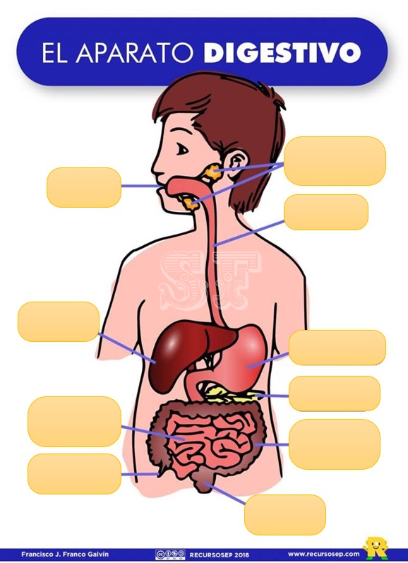 Ficha para identificar partes del Sistema Digestivo | Para niños