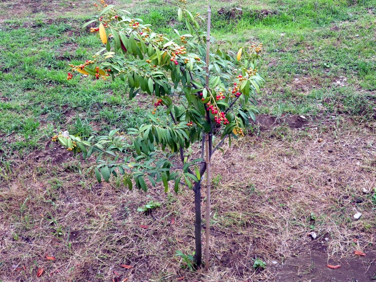 Cittaslow Botanik Park: KARAYEMİŞ AĞACI