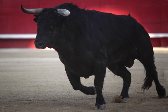 corraleja colombia: Mejores toros de corraleja