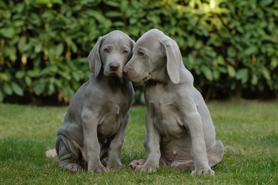 Weimaraner | WIKI PERROS