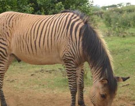 All About Wildlife: Zorse (Equus zebra x Equus caballus Common Name: Zorse)