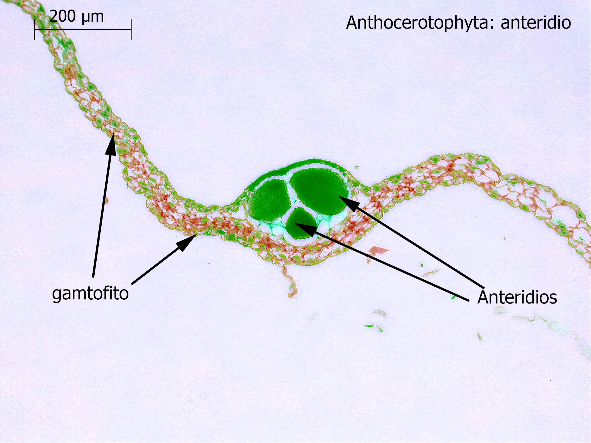 Anthocerotophyta ~ Rimega: Revista de Divulgación Científica.
