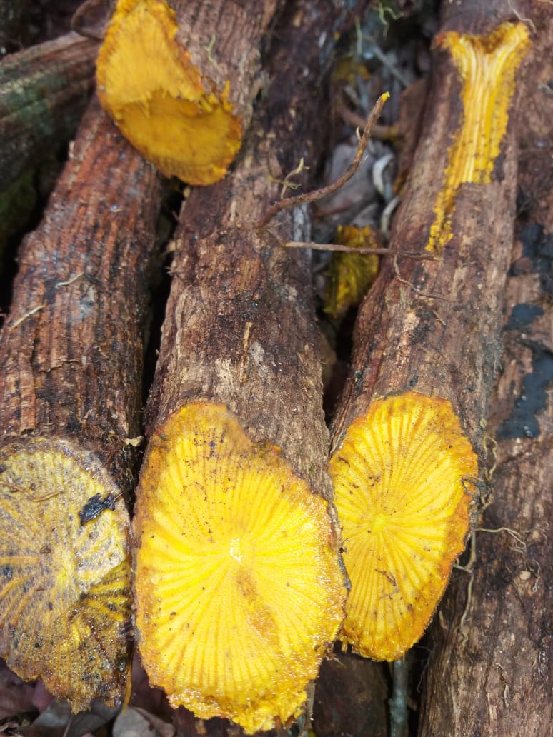 Akar Kuning Dayak Kalimantan ! Mengobati Hepatitis, Malaria dan ...