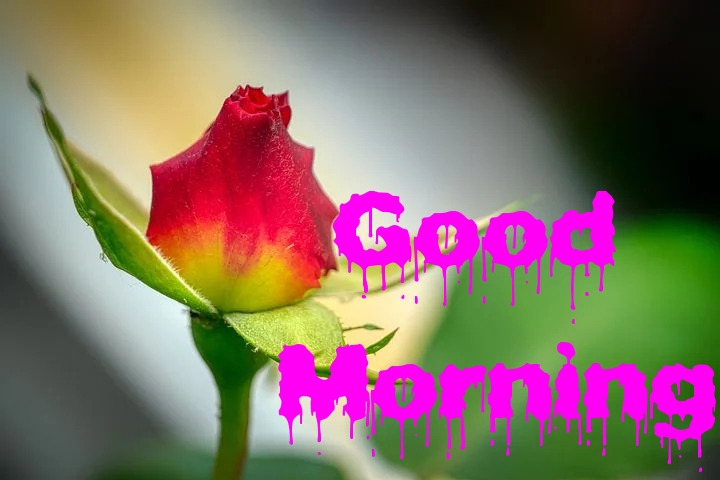 Top 10 Good Morning Ji Images greeting Pictures,Photos for Whatsapp ...