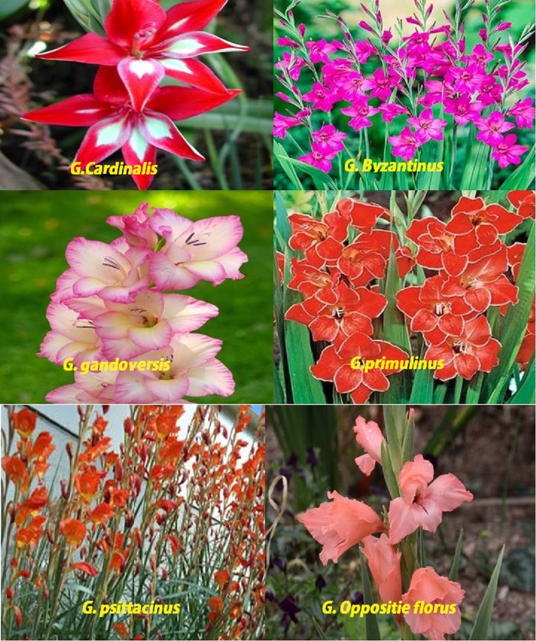 Cultivation of Gladiolus - Agrovista-Farming