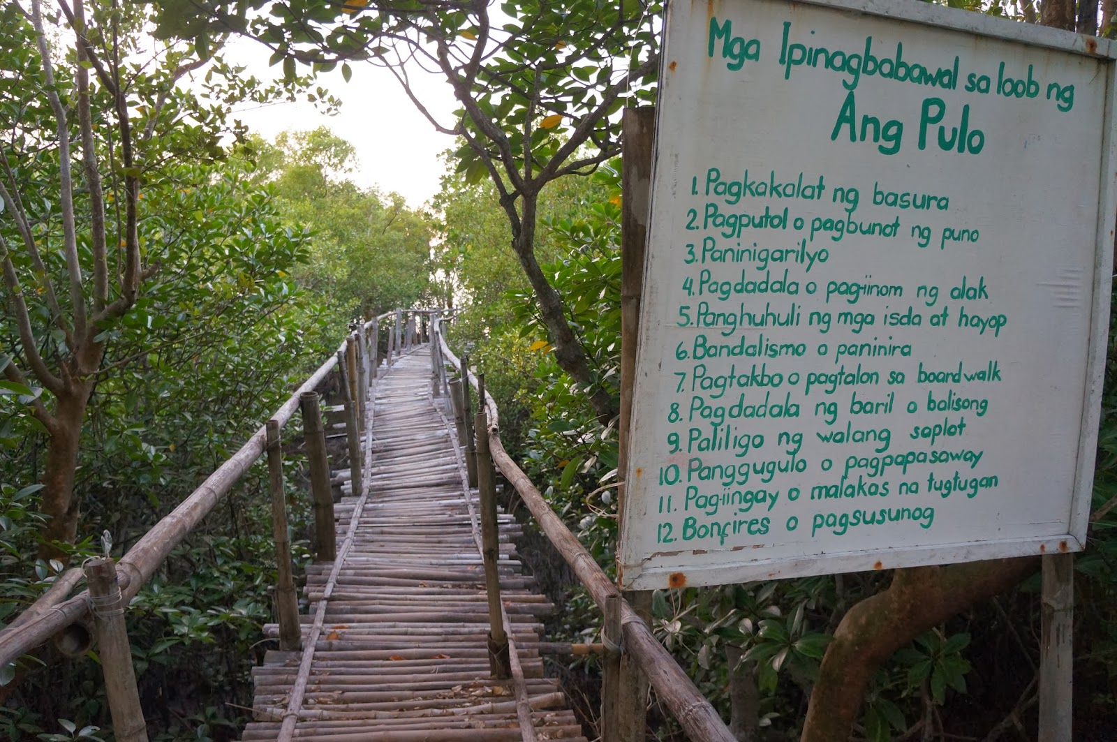 Mangrove in the Philippines: "Ang Pulo" sa Kilitisan, Calatagan ...