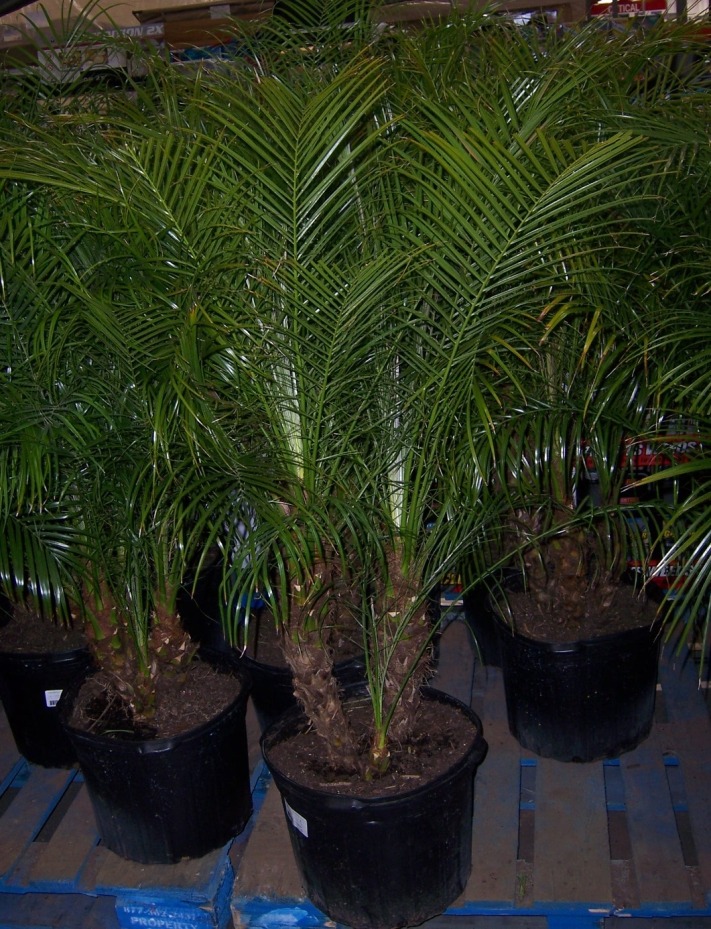 The 2 Minute Gardener Photo Palm Trees At Costco The 2 Minute Gardener Photo Palm Trees At Costco