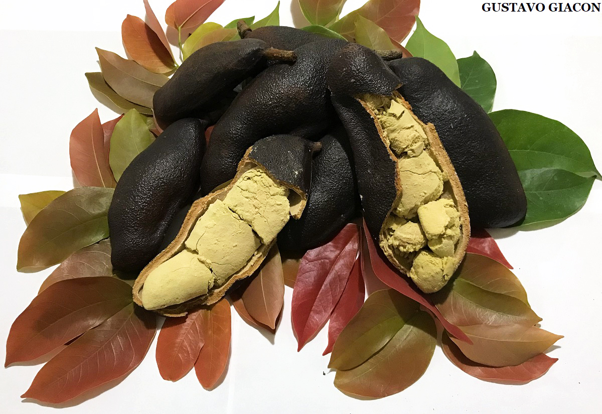 Viveiro Ciprest - Plantas Nativas e Exóticas: Jatobá ( Hymenaea courbaril )