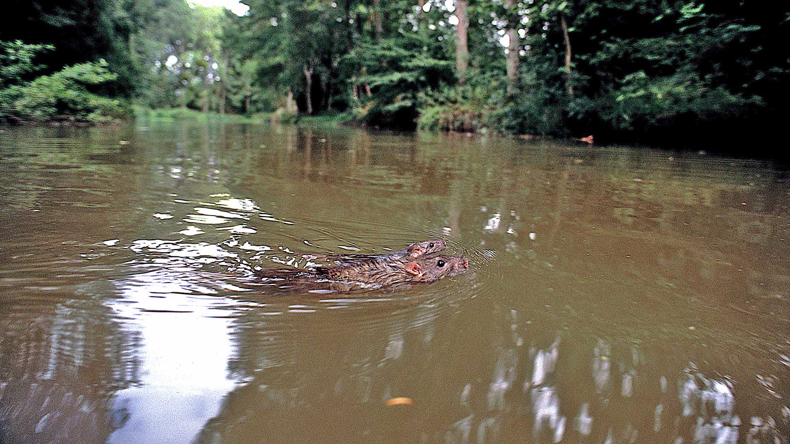 Springfield Vermont News: Rodents, Rodents, Rodents on the River