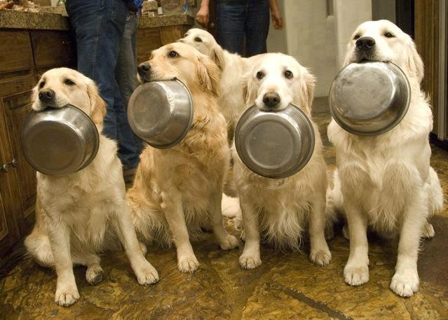 Dinner Time pic Amazing Creatures dinner-time-pic-amazing-creatures