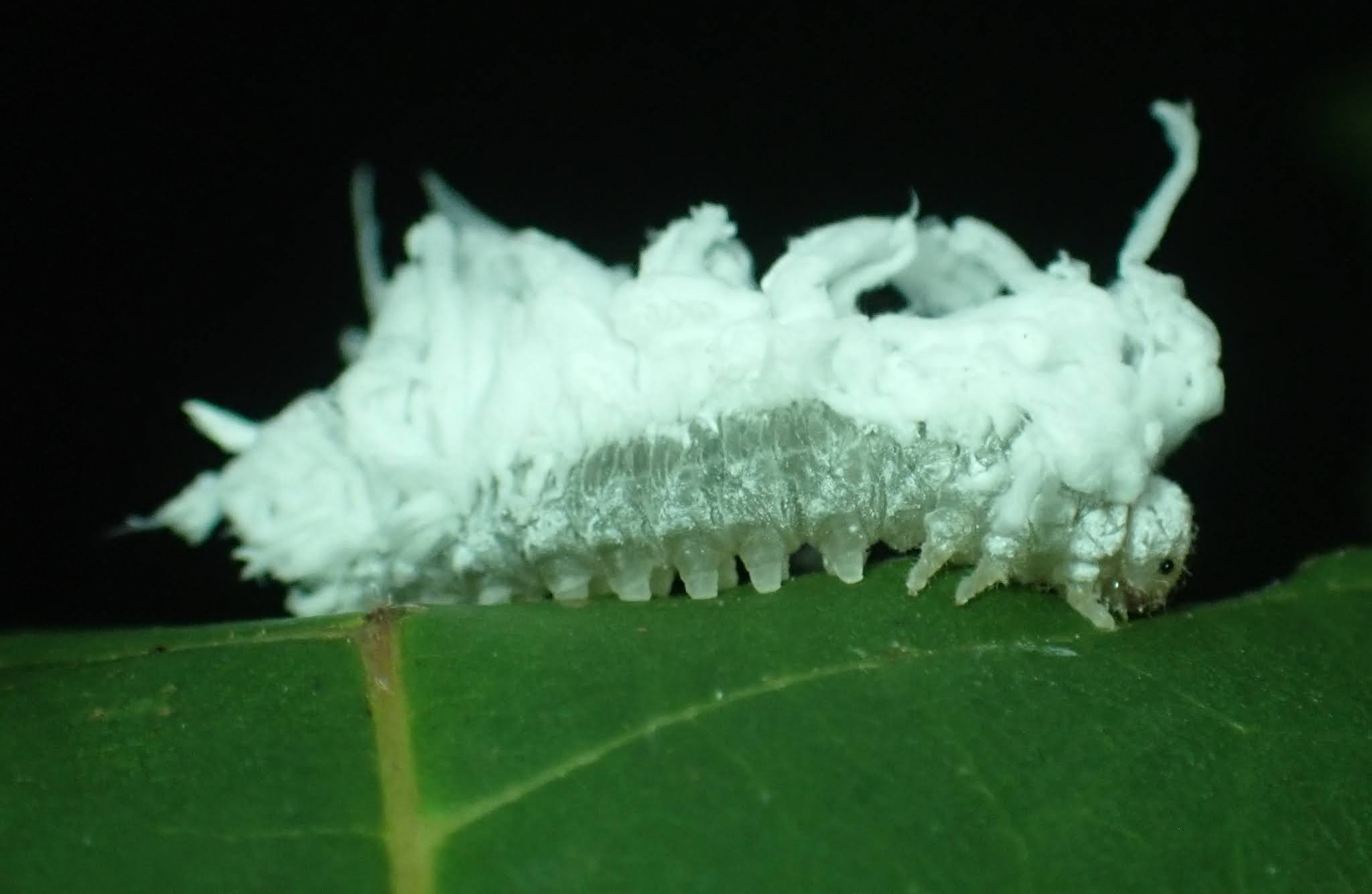 Springfield Plateau: Butternut Woollyworm
