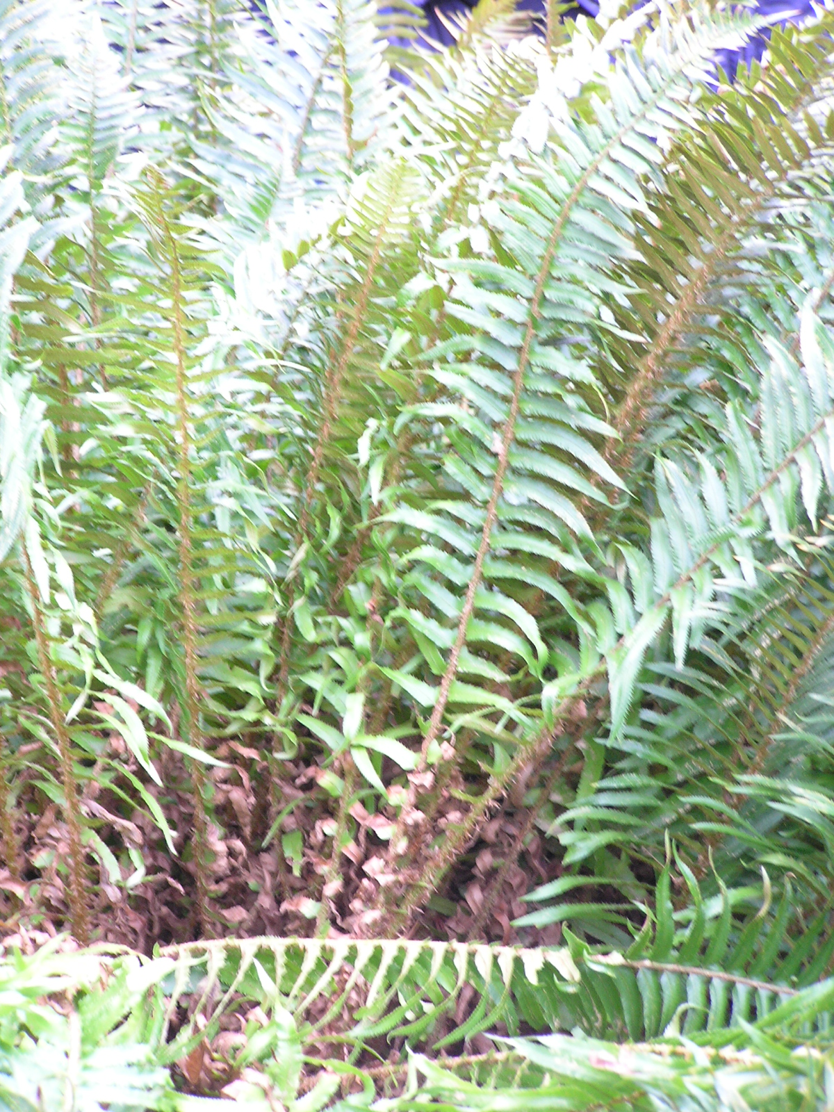 How To Find Edible Weeds - A Life Unprocessed