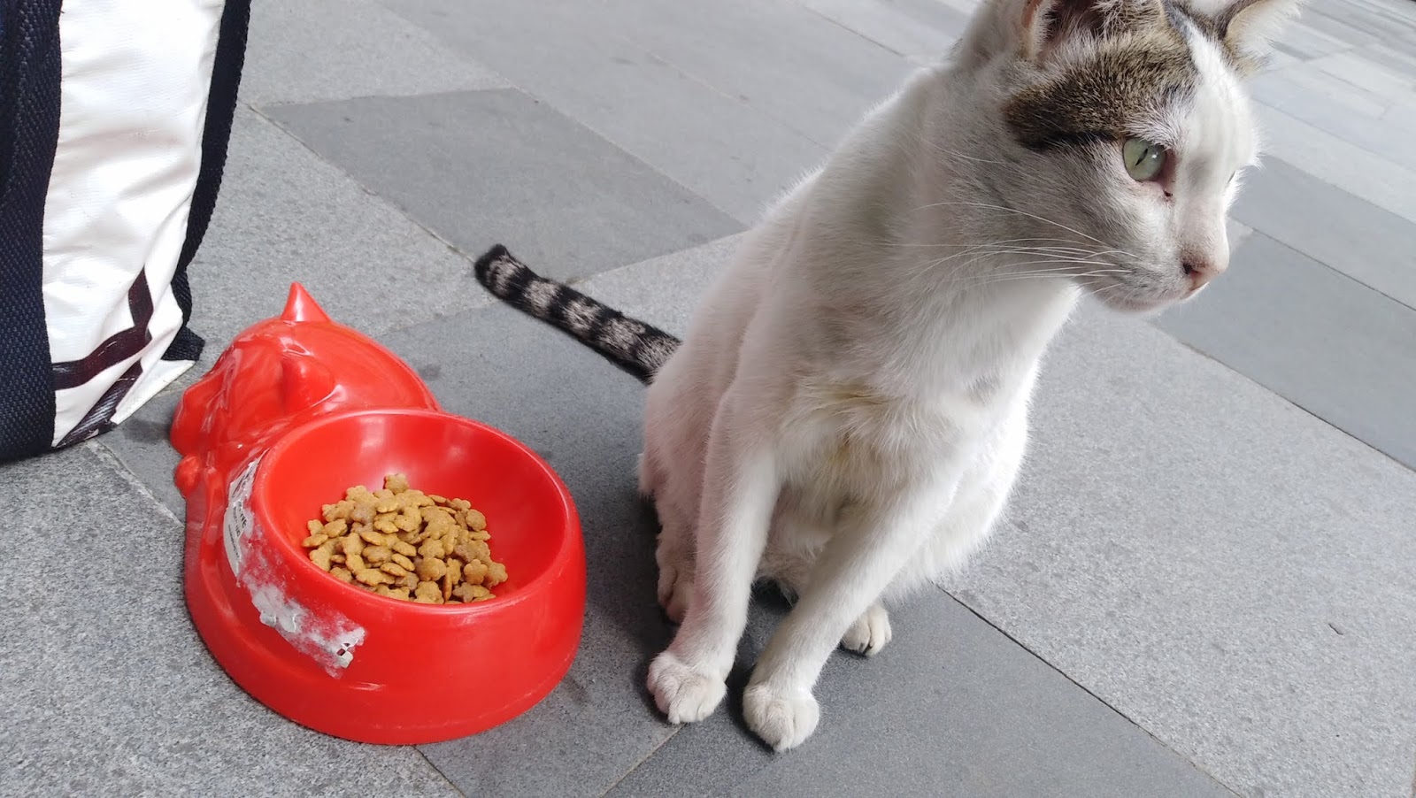 My Experience as a Volunteer BGC Cat Feeder - Life After Grind