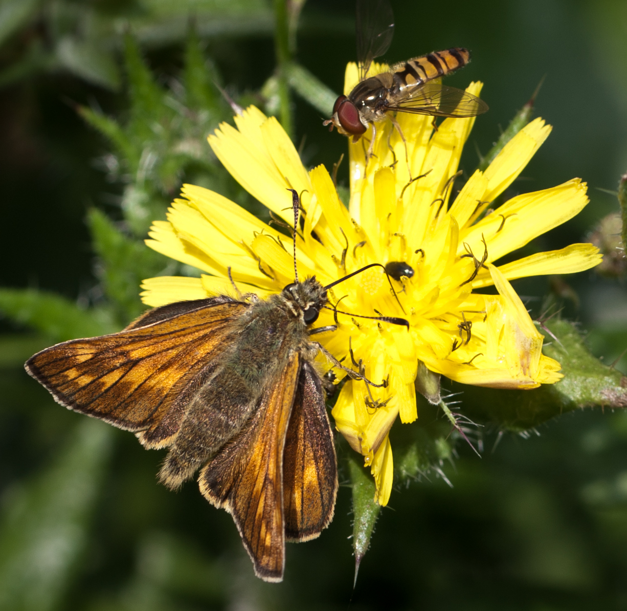 Sue B-H Images: Insects at Worts Meadow