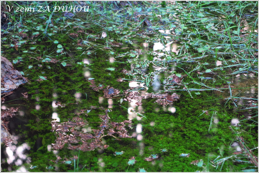 V zemi ZA DUHOU...: Poetika v lese... aneb mech všude, kam se podíváš