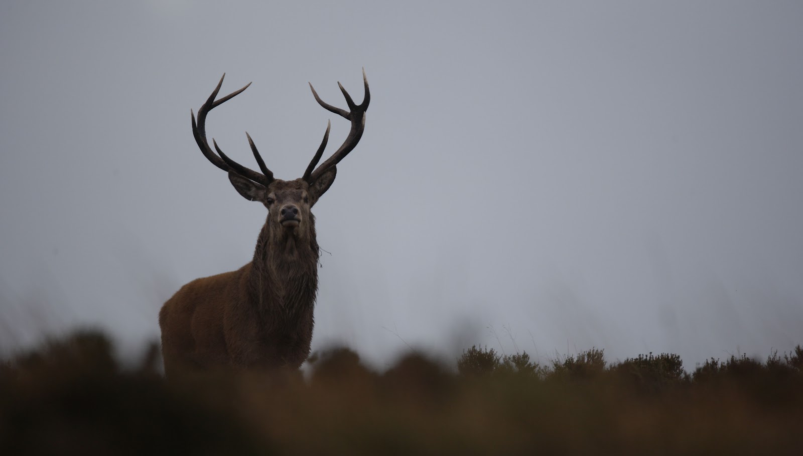 Wildlife in Cornwall: Red Deer Stag's Exmoor (Cervus elaphus )