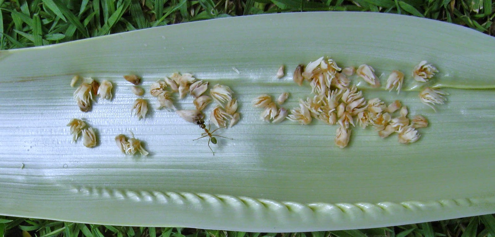 Little Darwin: GREEN ANT IN SILK STUDIO