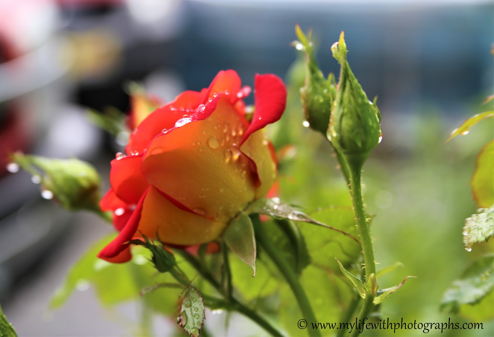 Mustard and Ketchup Roses